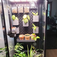 Plant Trellis Cebu Blue Pothos Plant Art Plant Decor - Etsy Canada