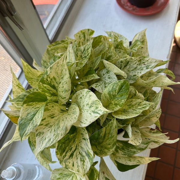 Snow Queen Pothos - 6'' From California Tropicals - Etsy