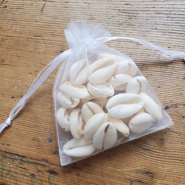 10/25/50/100 Small Cowrie Shells - Etsy