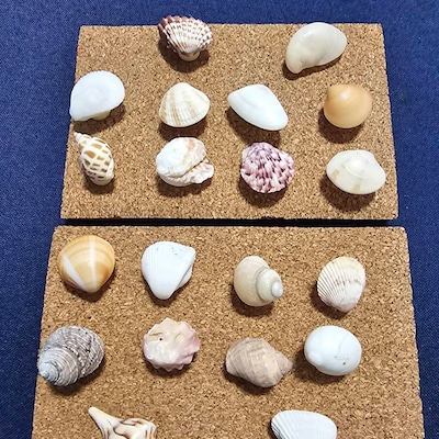 FLORIDA COMMON AUGER Cone Sea Shells 10-100pcs Wedding Craft Beach ...