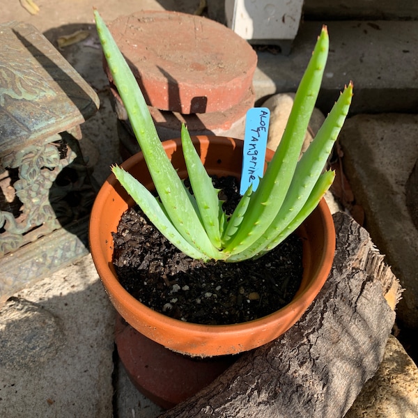 Aloe 'tangerine' HYBRID Arborescens X Ferox INTENSE BLOOMS Starter ...