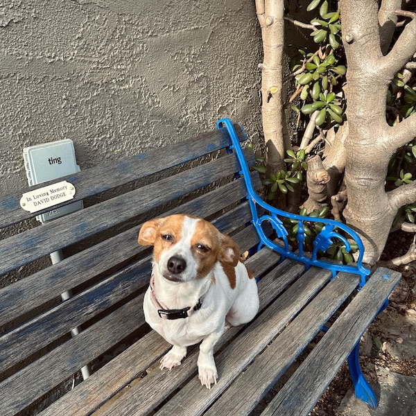 Engraved Loser Trophy - A Great Gag Gift / Present! - Etsy