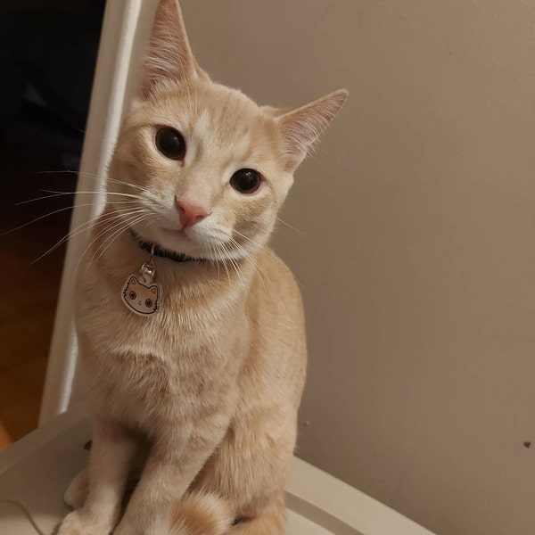 Cute Xiao Long Bao Dog Toy With Squeaker | Cute Kawaii Chinese Dumpling ...