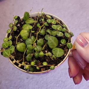 Peperomia Prostrata Turtles on a String Cuttings | Etsy