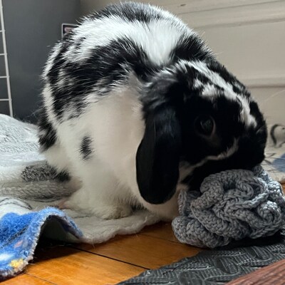 Bunny O's Cereal Treat, Rabbit Fruit Loops Inspired Treat, Small Animal ...