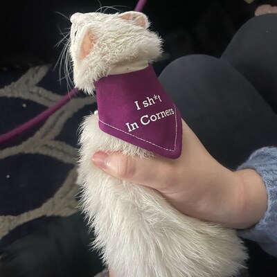 Sea Breeze Ferret Bandana Ferret Scarf Ferret Accessories Clothes for ...