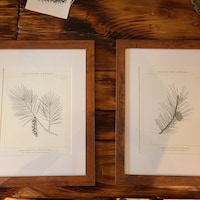 British Columbia, Western Red Cedar Botanical Wall Art- the Official ...