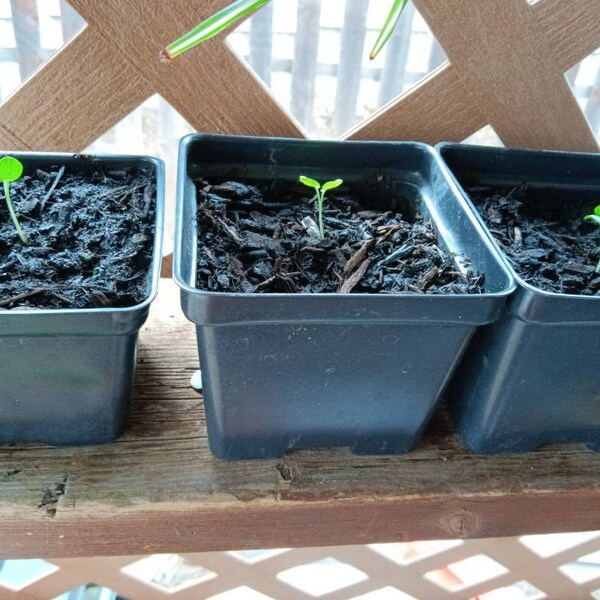 Lettuce Ruby Red Seeds, Deep Red Variety That is Excellent for ...