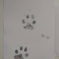 Inkless Pet Paw Print Kit | Get High-quality Paw Prints With Zero Ink ...