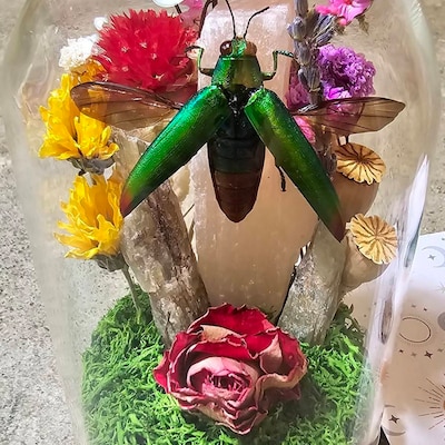 FEMALE Phyllium Pulchrifolium, Real Walking Leaf Stick Bug Green ...