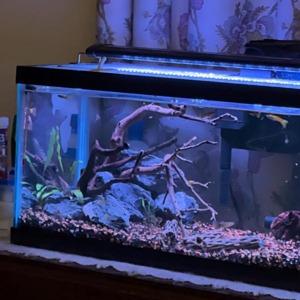 MANZANITA Driftwood Aquarium Centerpiece (uncleaned) WYSIWYG ( Moss ...