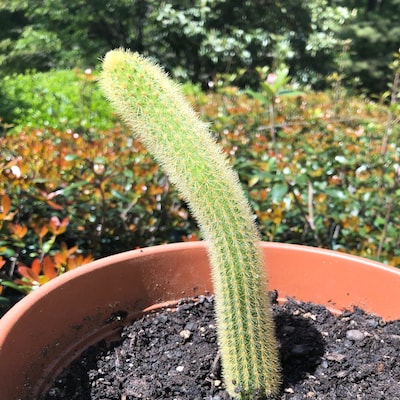 Cleistocactus Tarantula Cactus Cleistocactus Winteri, Golden Rat Tail ...