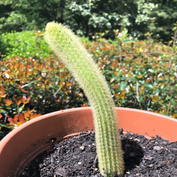 Cleistocactus Tarantula Cactus Cleistocactus Winteri, Golden Rat Tail ...