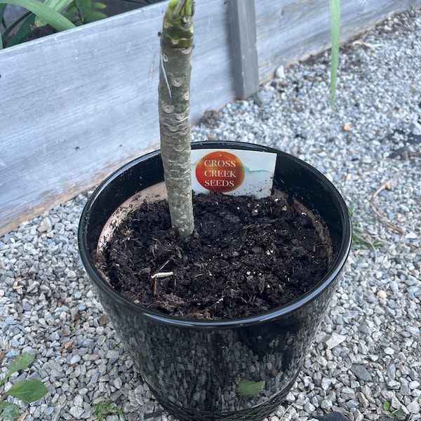 Organic Dwarf PIGEON PEAS Gunga Pea Seeds - Cajanus Cajan Gandul Lazaro ...