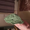 Crochet Polka Dot Begonia - Plant Pattern Photo Tutorial - Crochet ...