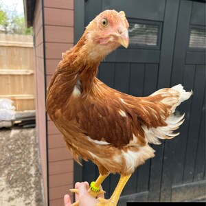 Personalized Chicken or Bird Leg Band Name Band - Etsy