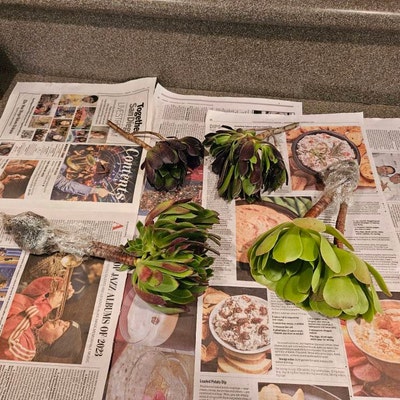 Aeonium Blushing Beauty, Large Stem Cuttings, Multiple Colors Change ...