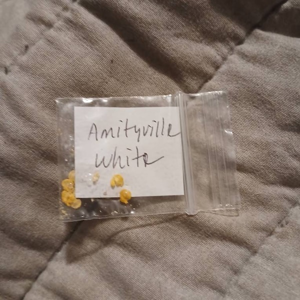 Rob's RAD Jalapeno Pepper Seeds - Etsy