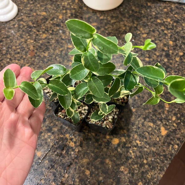 Hoya 'mathilde' (inner Variegated) | 2-inch | Exact Plant | Free Live ...