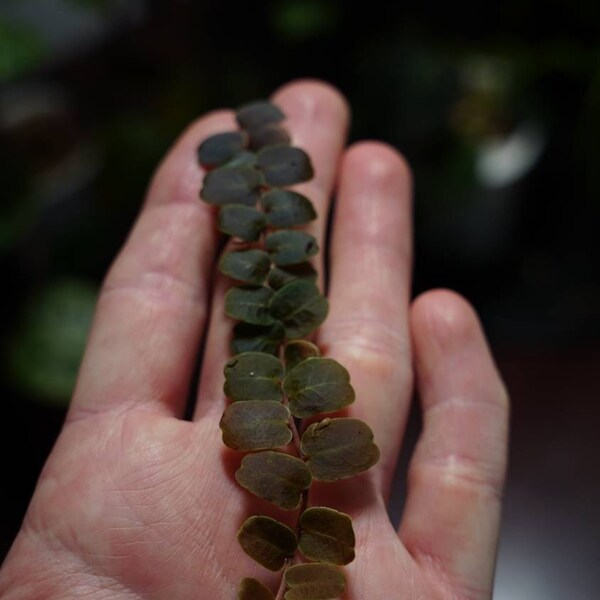 Columnea Gloriosa [cutting] - Etsy