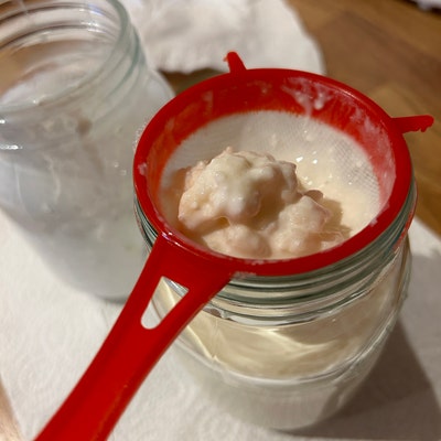 XL for 5 Litre Jar Certified OF&G Organic Jun Tea Scoby for - Etsy