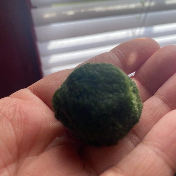 Large Java Moss Ball for Terrarium Planted Tank Live Aquarium ...