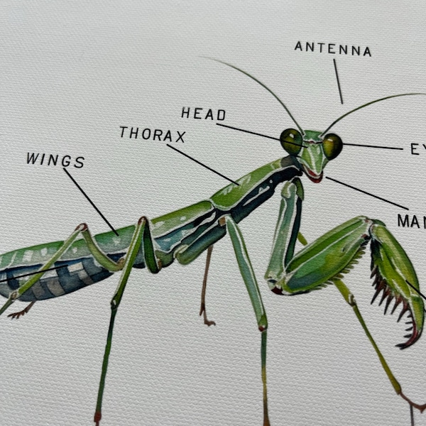 Insect Anatomy Mini Posters, Morning Basket, Homeschool, Learning ...