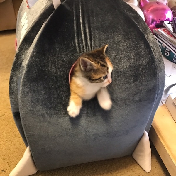 Cat Furniture Rocket Spaceship,nasa Cat House, Small Dog Bed, Сat ...