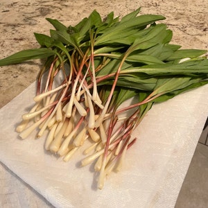 Wild Ramp Seeds - Etsy