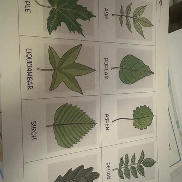 Leaves Flash Cards Leaf Identification Montessori Education Homeschool ...