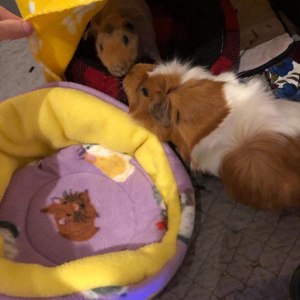 Guinea Pig Tunnel Guinea Pig Accessories Colorful Guinea Pig Play ...