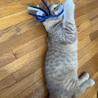 Philadelphia Eagles Themed Cat Kickers Made With or Without - Etsy