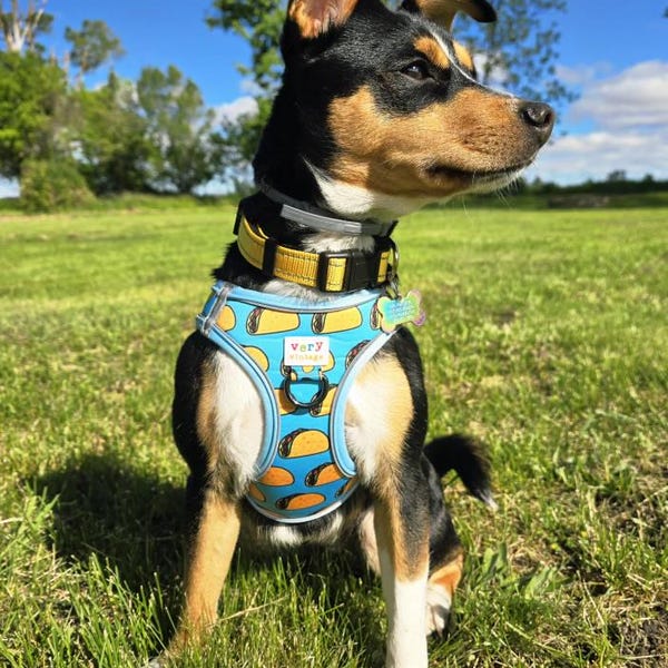 Dog Harness Bundle | Personalized Harness | Puppy Harness | Dog Harness ...