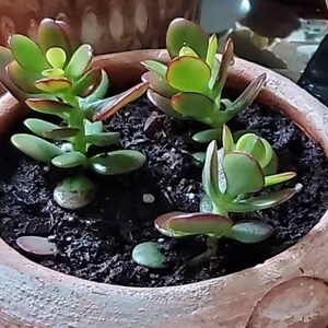 Peperomia ruby Cascade Trailing Succulent, Indoor Plant - Etsy