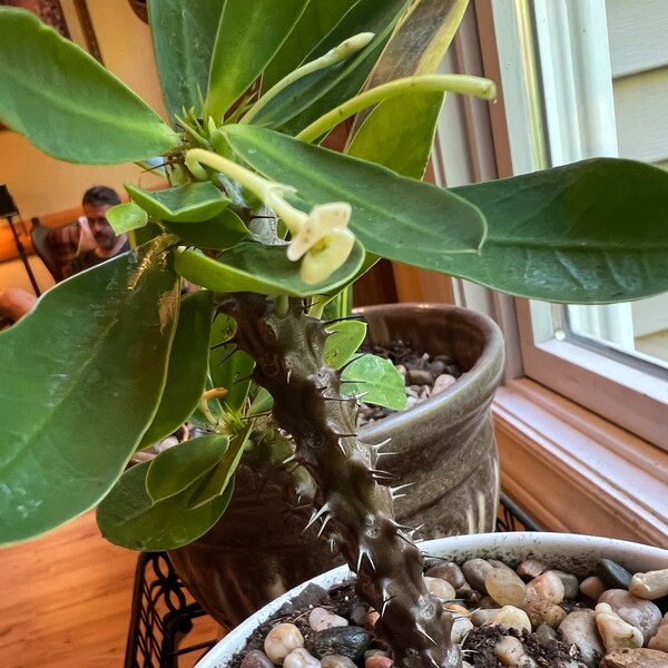 Men's Jacket // Vintage Jacket // STP Oil Retro Jacket // Kingsroad STP ...