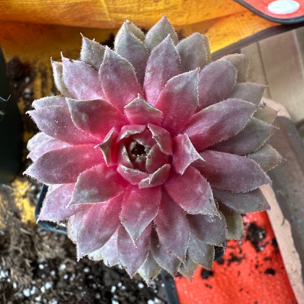Royal Ruby Hen and Chicks - Sempervivum - Etsy
