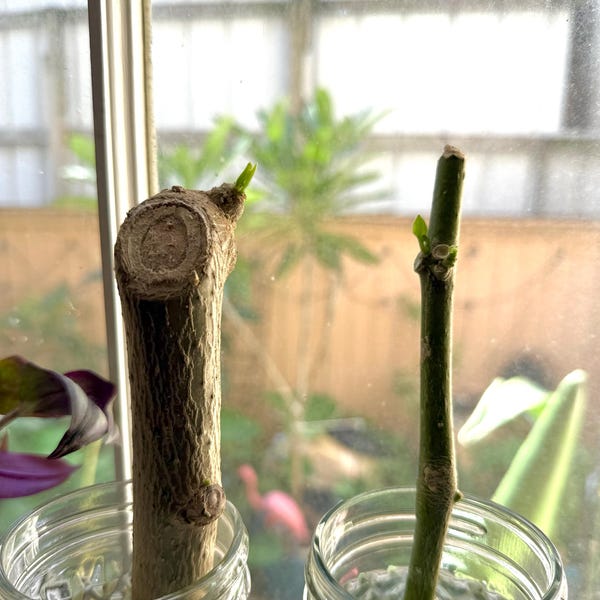 Filipino Food Word Search, Tagalog Printable Activity, Kids Word Games ...