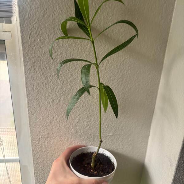 Athens Blue Princess Glory Bush Plant~~tibouchina Urvilleana~small ...