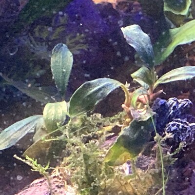 1 Bucephalandra Micro Live Aquarium Plants Free S/h Live Aquatic Plants ...
