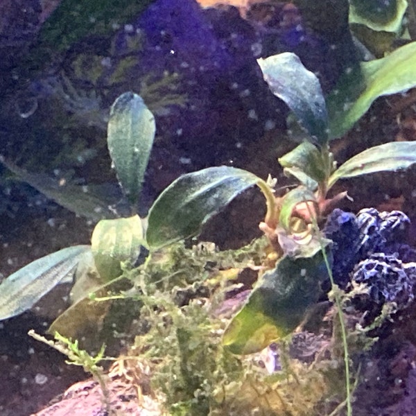 1 Bucephalandra Micro! Live Aquarium Plants! Free S/h Live Aquatic ...