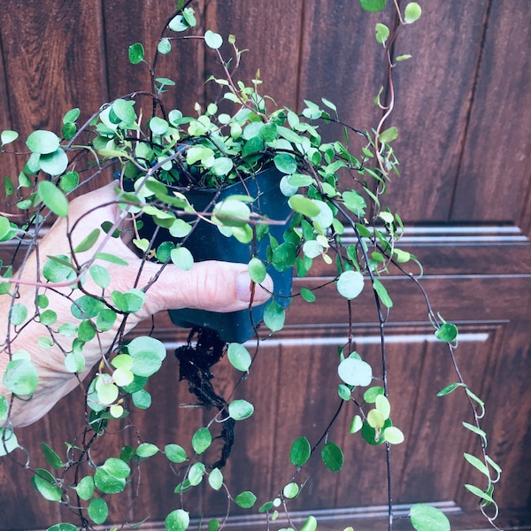 Angel Vine wire Vine Plant - Etsy