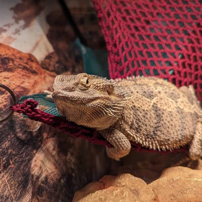 Reptile Climbable Wall Climbing Wall for Reptiles Reptile Climbable ...