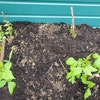 3 Raspberry Plants "joan J"-completely Thornless, Everbearing, High ...