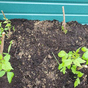 3 Raspberry Plants joan Jcompletely Thornless, Everbearing, High ...