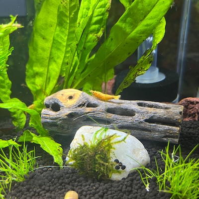 5 Indian Almond Leaves Nano, 5 Filao Cones & 10 Alder Cones Package for ...