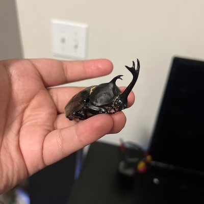 Skull Face Shield Beetle SPREAD Mask Real Insect Bug Taxidermy Craft ...