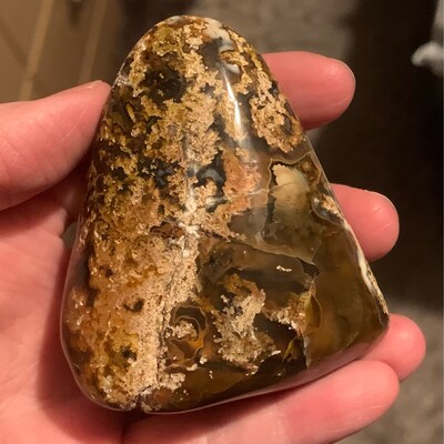 Agatized Turritella Shells - Etsy