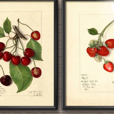 Botanical Print Set 1882 Cherry Print Botanical Art - Etsy