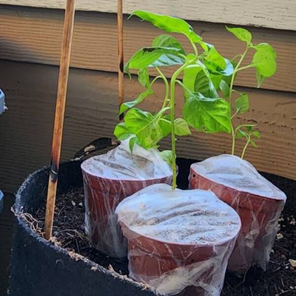 Organic Red PIGEON PEAS Gunga Pea 50 Seeds Cajanus Cajan Gandul Lazaro ...