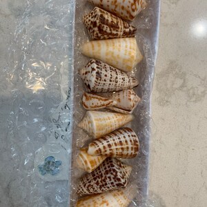 Giant Yellow Pacific Cardium Cockle Shells 4 1/4 - Etsy